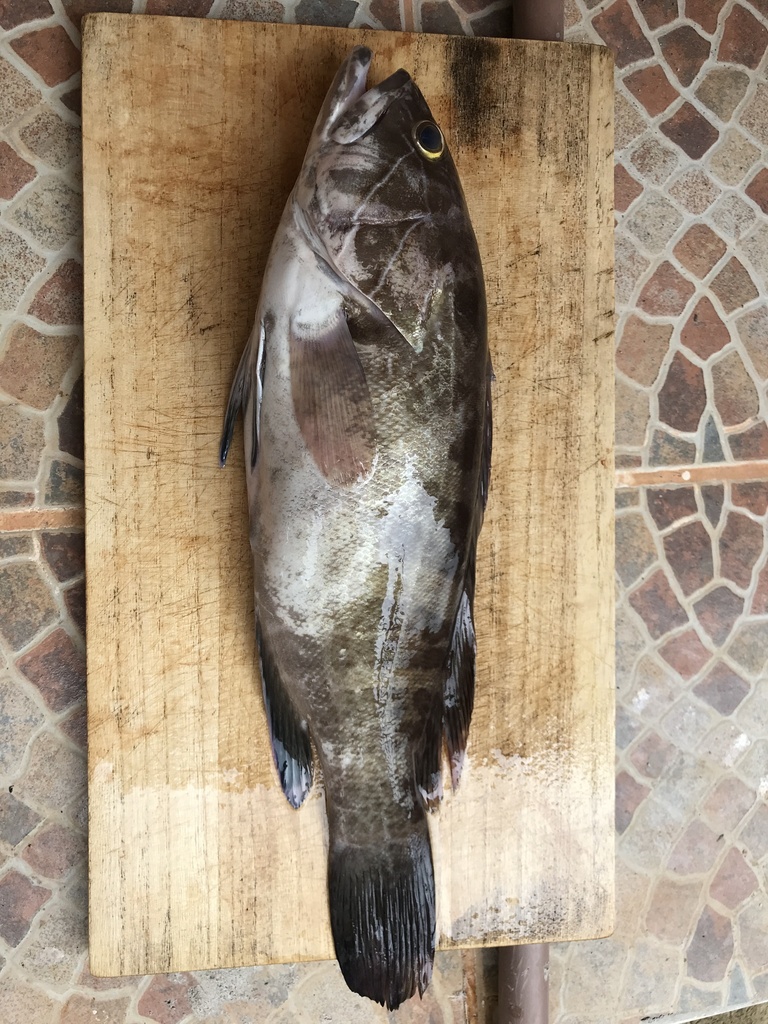 White Grouper in September 2020 by gonsuke · iNaturalist