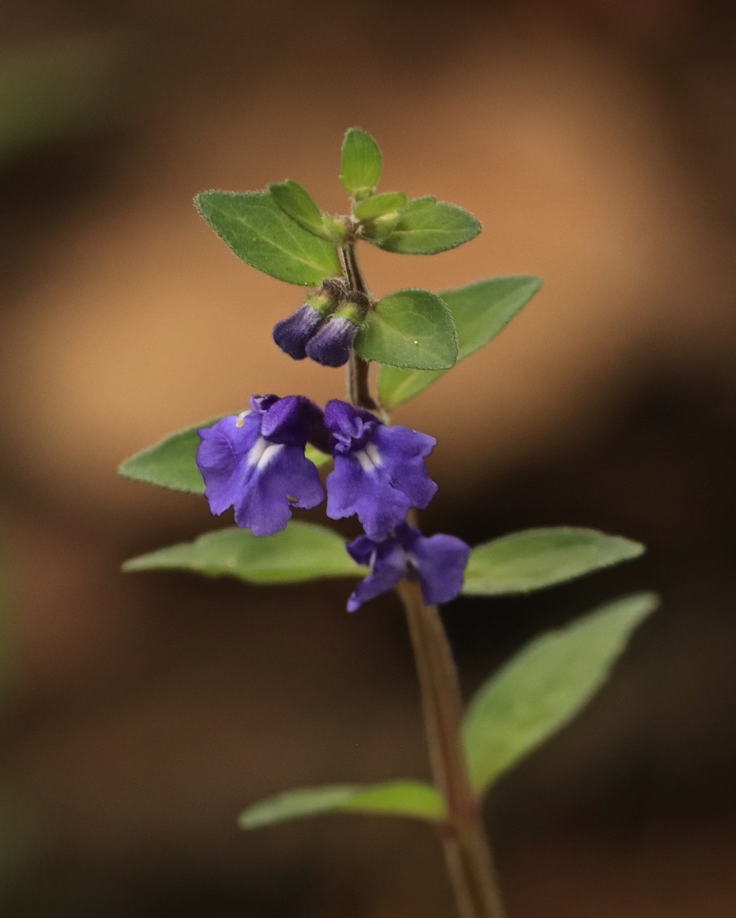 Blue Skullcap from Cd. de México, México on August 24, 2020 at 01:11 PM ...