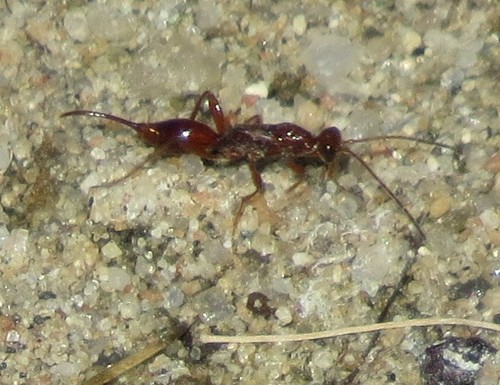 Proctotrupes caudatus · iNaturalist