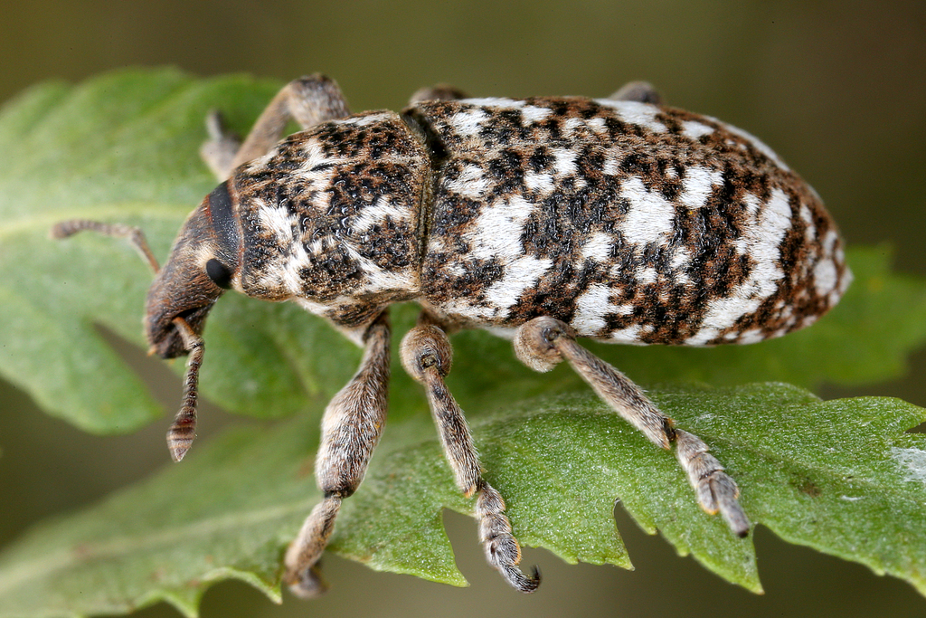 Adosomus roridus from Eisenstadt-Umgebung, Österreich on September 4 ...