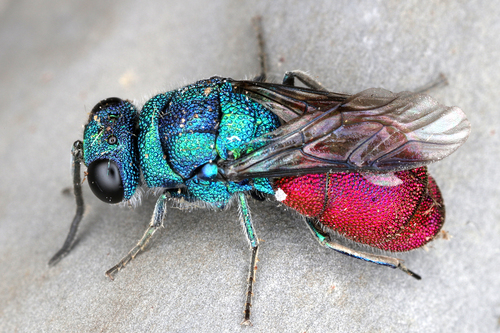 inaequalis species group (Complex Inaequalis group) · iNaturalist