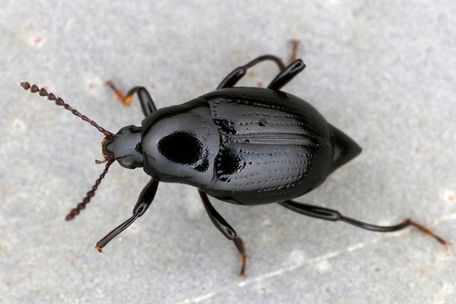 Scaphium immaculatum · Naturalista Costa Rica
