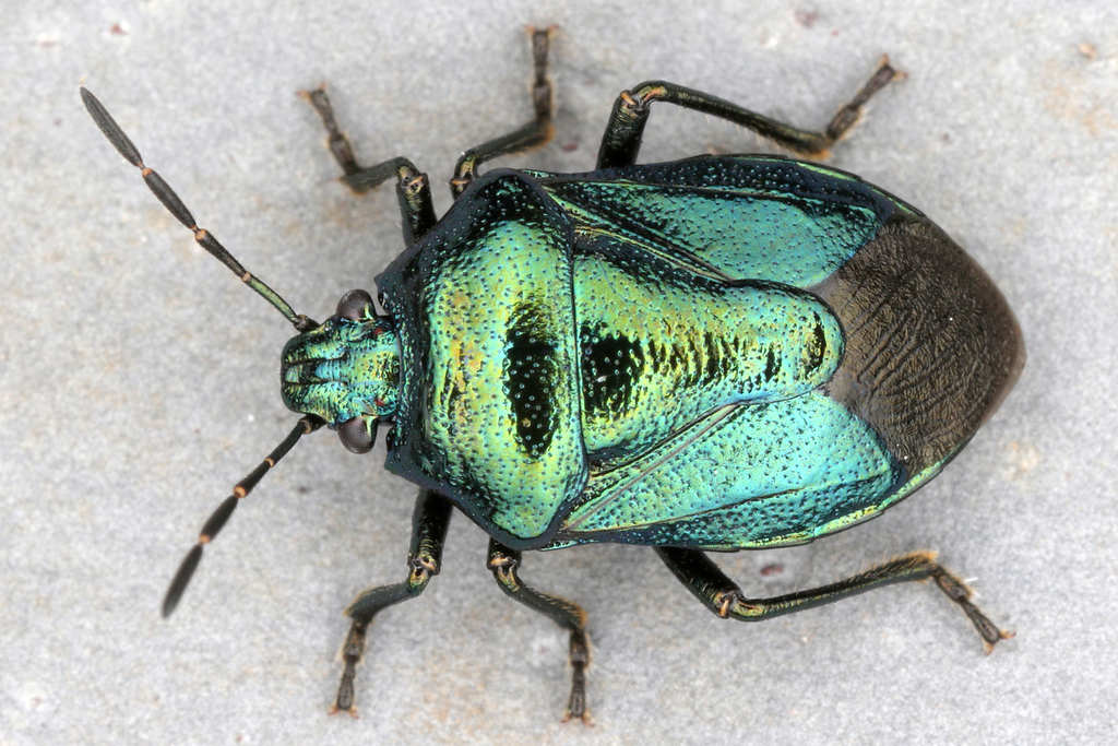 Blue Shield Bug from Eisenstadt-Umgebung, Österreich on September 05 ...