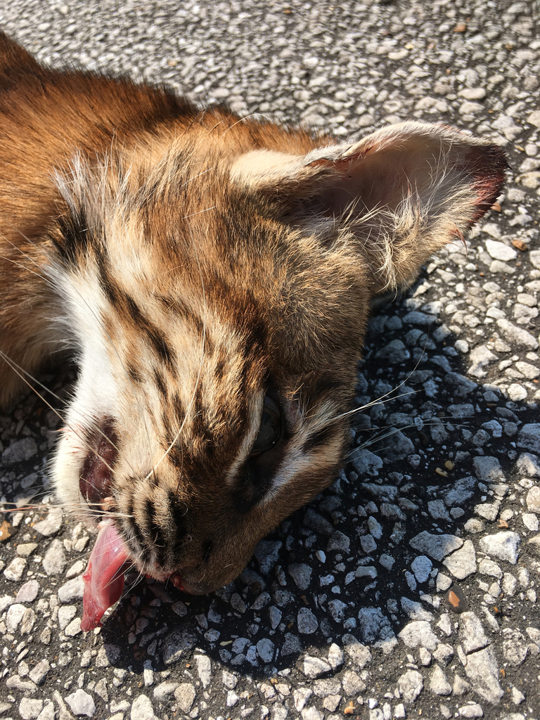 Bobcat from Highway 1, Boyce, LA, US on August 5, 2017 at 10:53 AM by ...