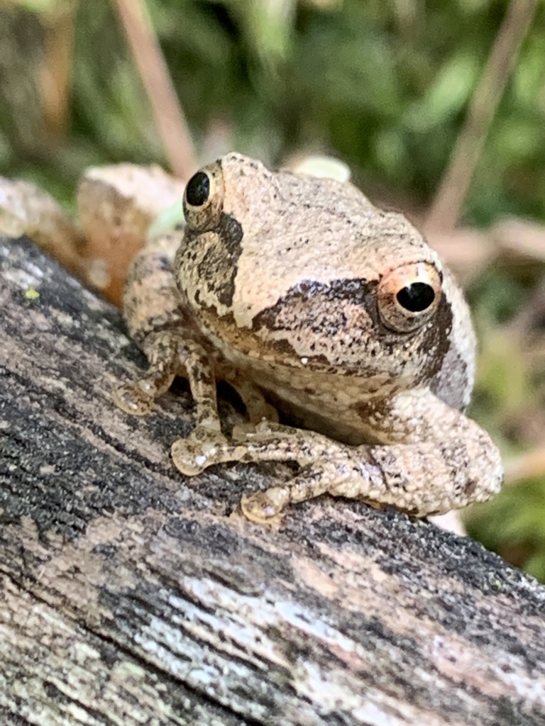 Spring Peeper from Schmeeckle Reserve, Stevens Point, WI, US on ...