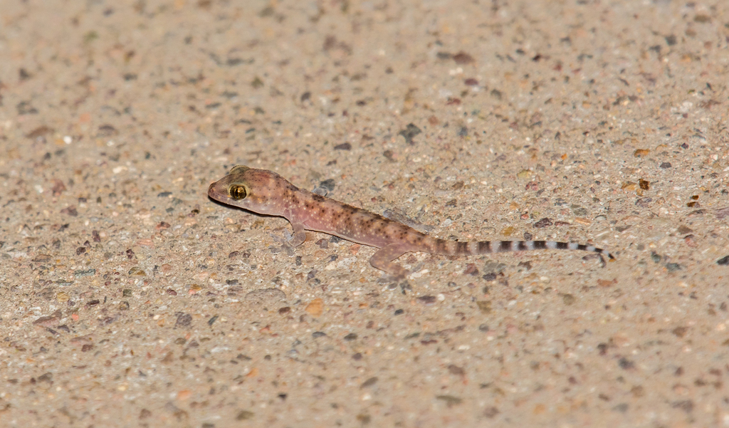 Mediterranean House Gecko from sweetwater wetlands, az on September 7 ...