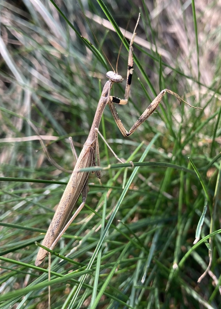 Asian Jumping Mantis from Brooklyn Bridge Park, New York, NY, US on ...