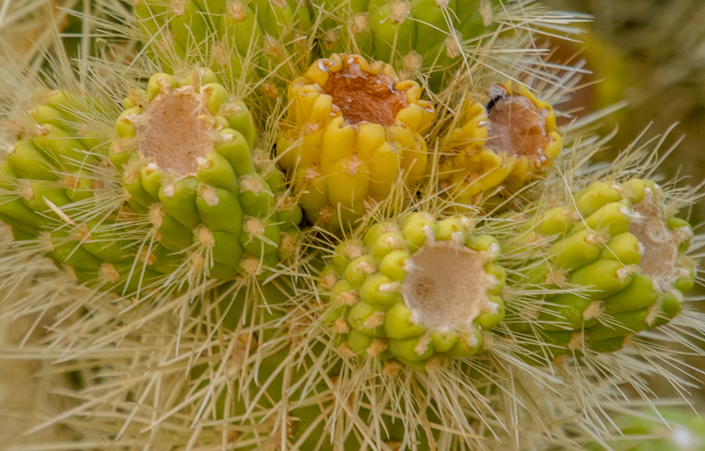 Choya güera desde Twentynine Palms, CA 92277, USA el martes, 08 de ...