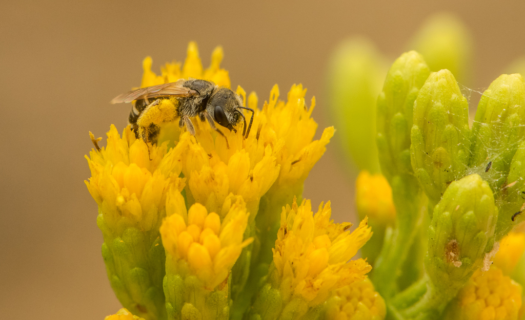 Ligated Furrow Bee from Tarzana, Los Angeles, CA, USA on September 10 ...