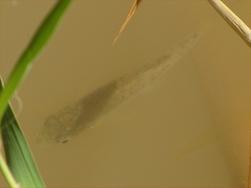 Enteromius deserti in November 2014 by András Zboray. One of the very ...