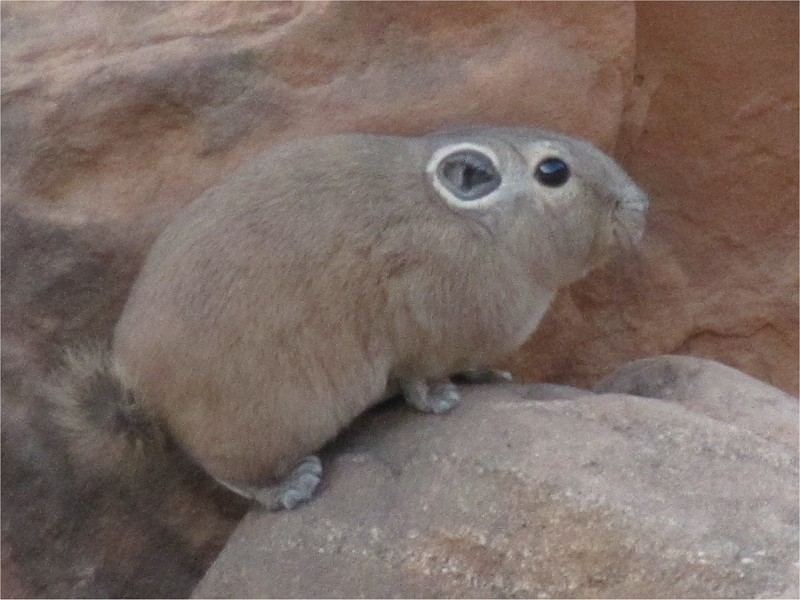 Gundis (Ctenodactylidae) - Know Your Mammals