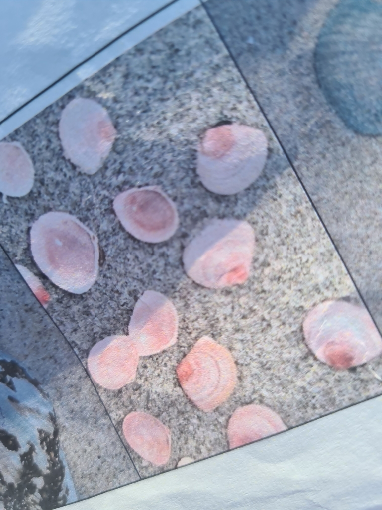 Baltic Macoma from Denmark on September 16, 2020 at 10:10 AM by Morar ...