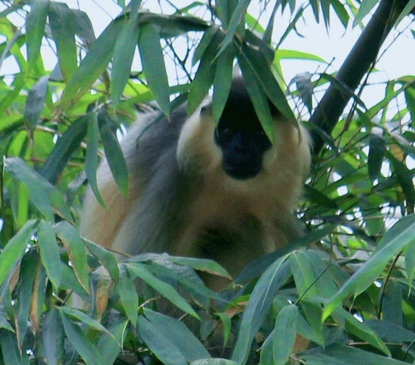 Capped Lutung in September 2020 by Banshngaiñ Marweiñ · iNaturalist