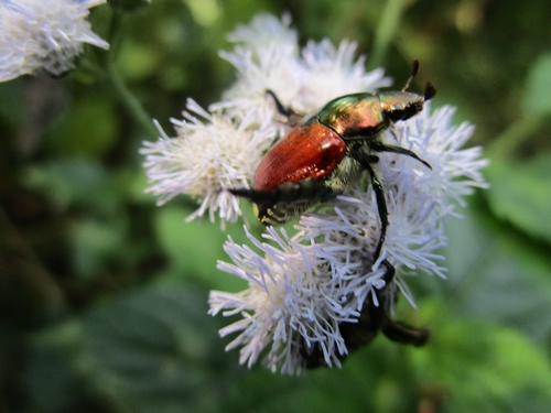Popillia gemma · iNaturalist United Kingdom