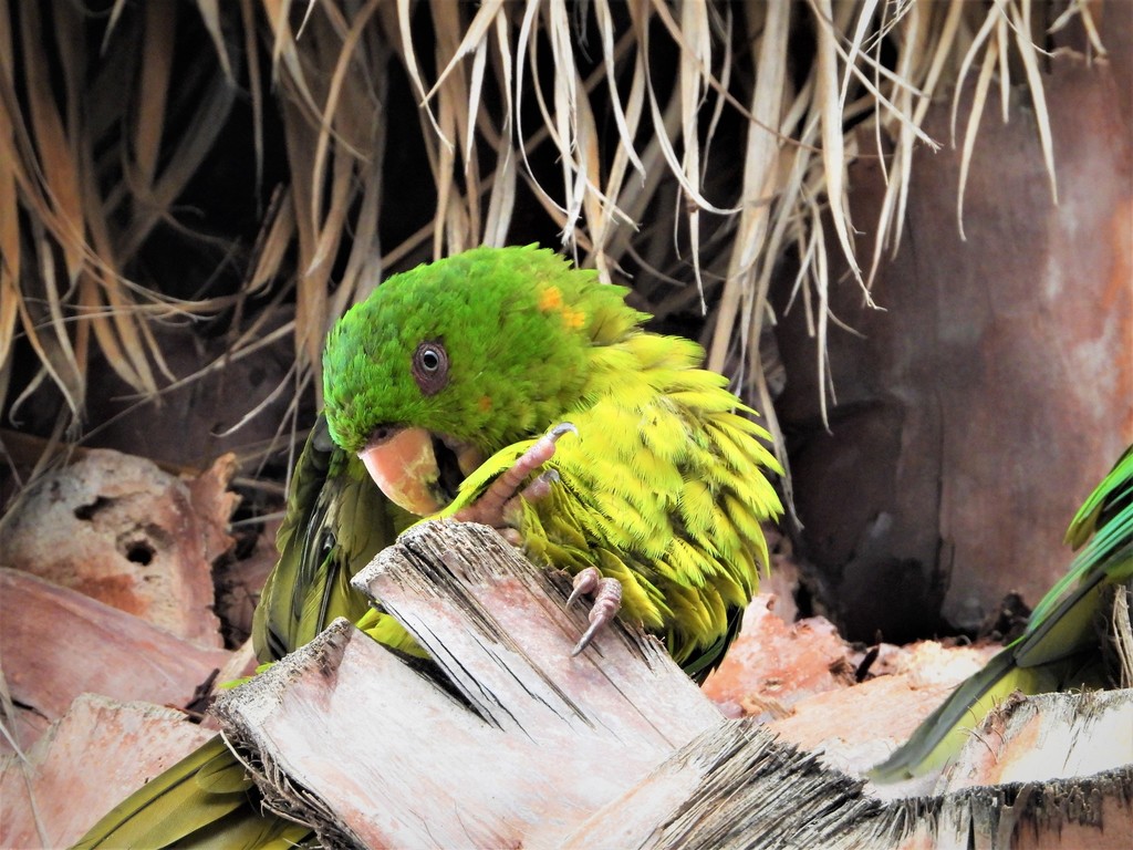 Green Parakeet in September 2020 by Luis Mauricio Mena Páramo · iNaturalist