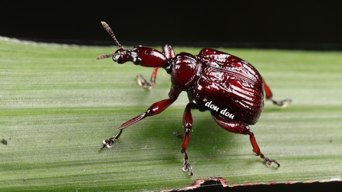 Heterapoderus sulcicollis · iNaturalist