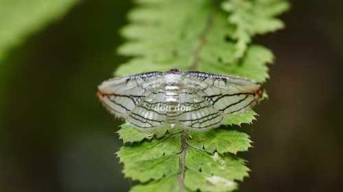 Rhodoneura yunnana · iNaturalist United Kingdom