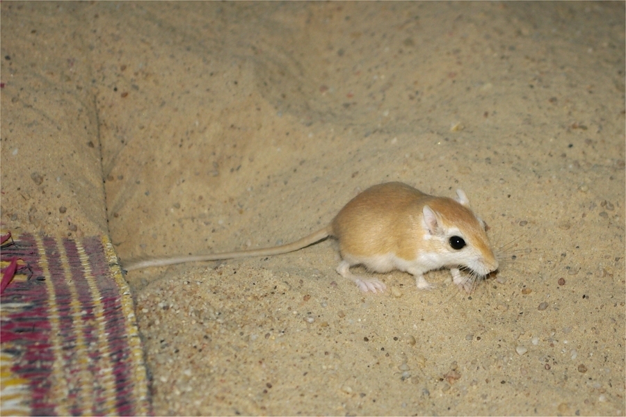 Greater Egyptian Gerbil from Near Wau Namus, Libya on November 12, 2010 ...