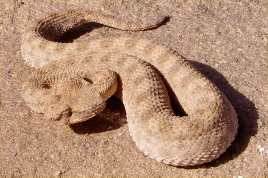 Sahara Desert Horned Viper
