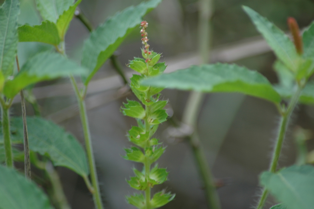 Acalypha phleoides, Acalypha lindheimeri (Boerne Area Plants) · iNaturalist