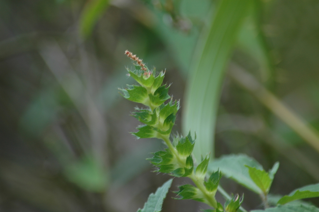 Acalypha phleoides, Acalypha lindheimeri (Boerne Area Plants) · iNaturalist