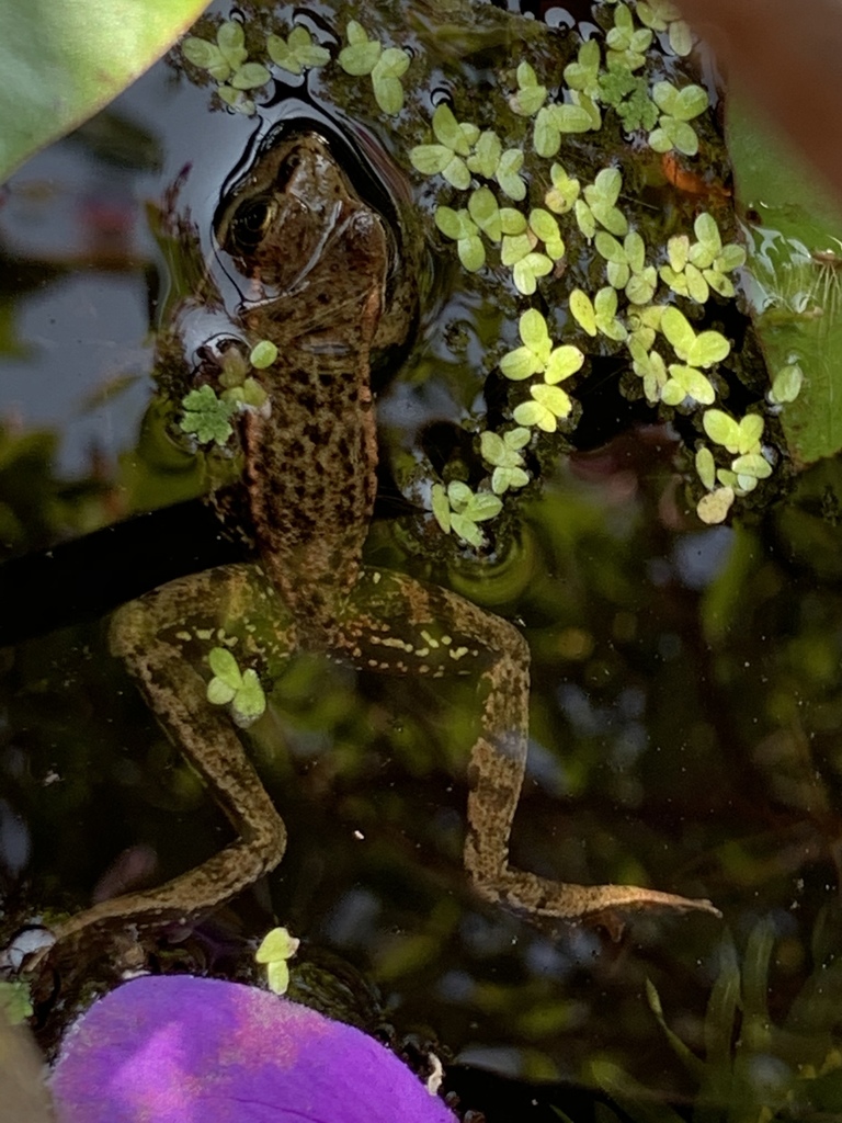 California Red-legged Frog in September 2020 by Rose Bennington ...
