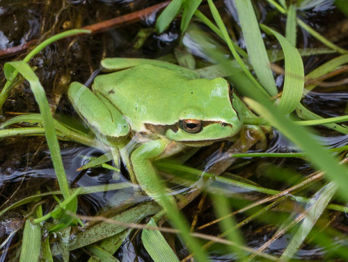 Mexico-Flora & Fauna, annemirdl · iNaturalist