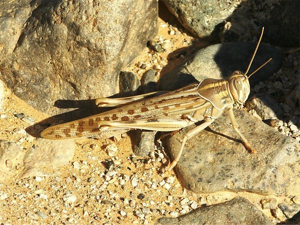 Desert Locust from Jebel Arkenu, Libya on October 25, 2003 at 09:53 AM ...