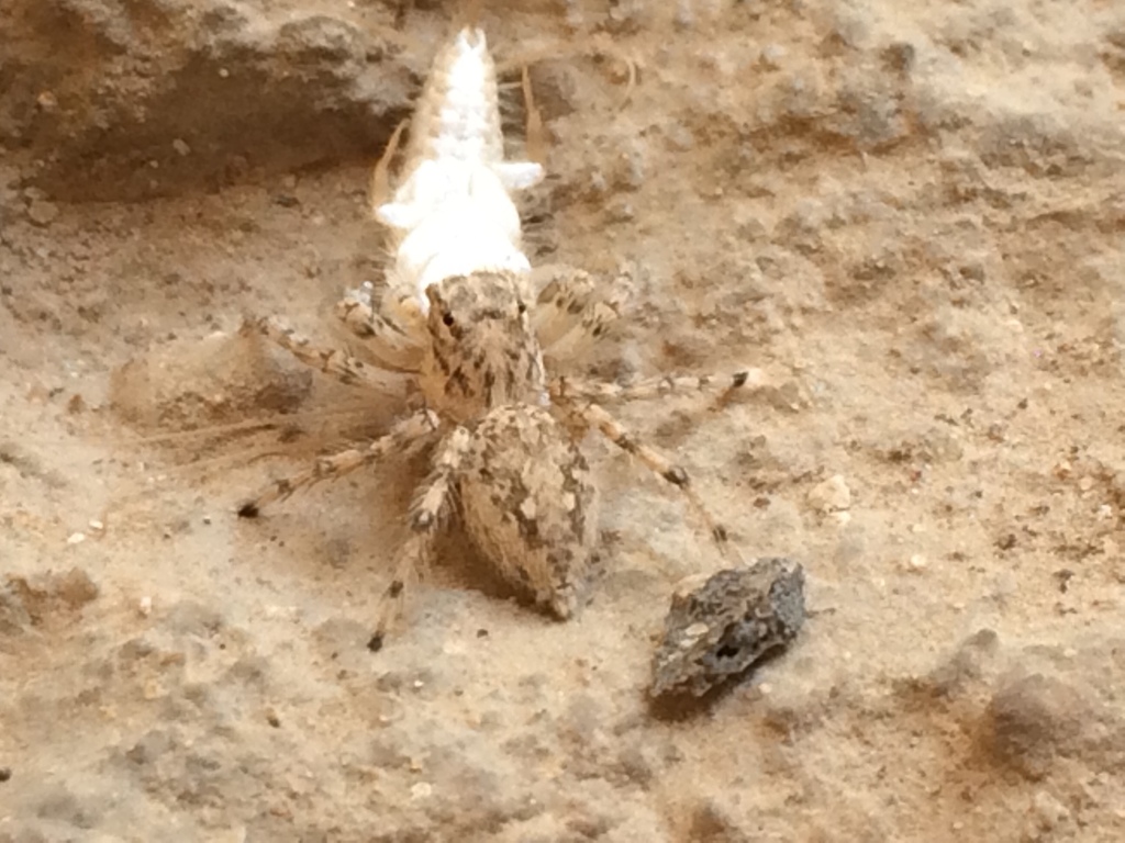 Plexippoides flavescens from Al Anbar, , Al Anbar, IQ on August 4, 2017 ...