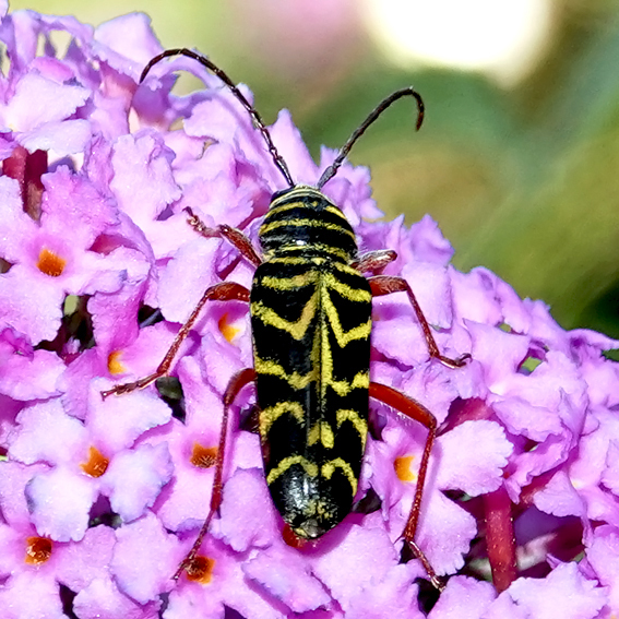 Locust Borer from Mastic, NY, USA on September 16, 2018 at 11:49 AM by ...