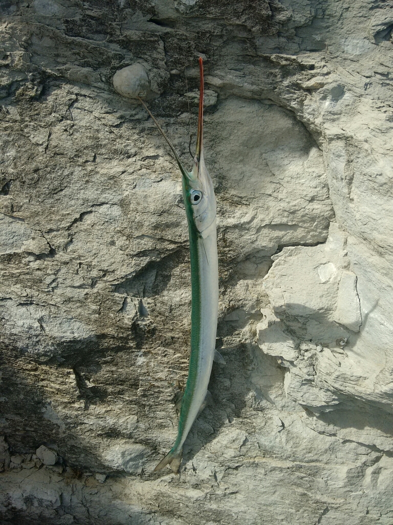 Typical Garfish from Avenida Faro, 14A 39012 Santander Cantabria España ...