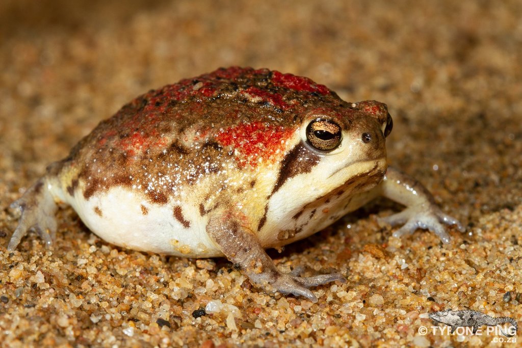 Mozambique Rain Frog (Amphibians of Zimbabwe) · BioDiversity4All