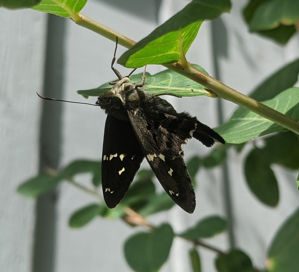 Dorantes Longtail in September 2020 by Stacy Decker Grunke · iNaturalist