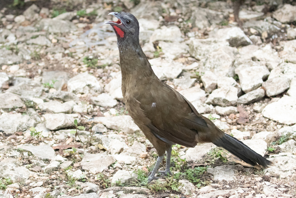 Plain Chachalaca from Ocozocoautla de Espinosa, Chis., México on ...
