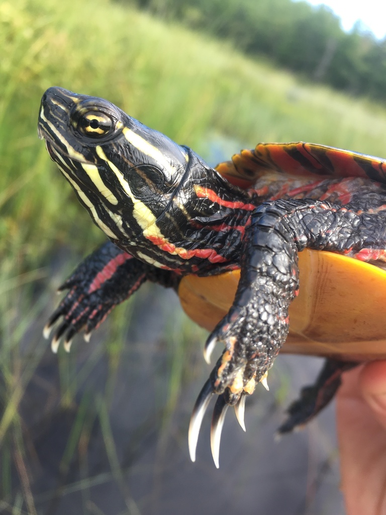 Painted Turtle from Willett Brook, Bridgton, ME, US on August 07, 2020 ...