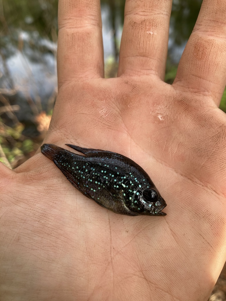 Blue-spotted Sunfish from Nightingale Rd, Georgetown, SC, US on ...