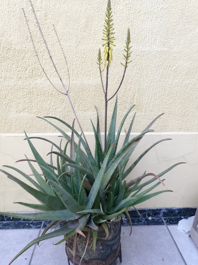 aloe vera from Manuel Zambrano Y Eloy Alfaro Esq, Quito 170138, Ecuador ...