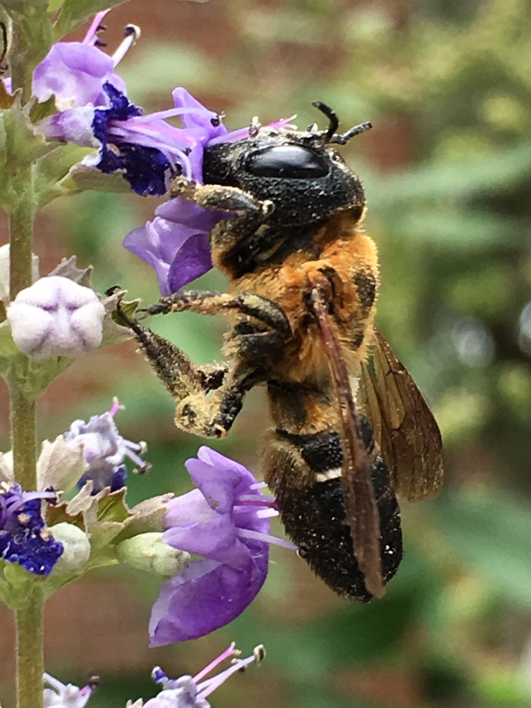 Sculptured Resin Bee from University of Florida, Gainesville, FL, US on ...