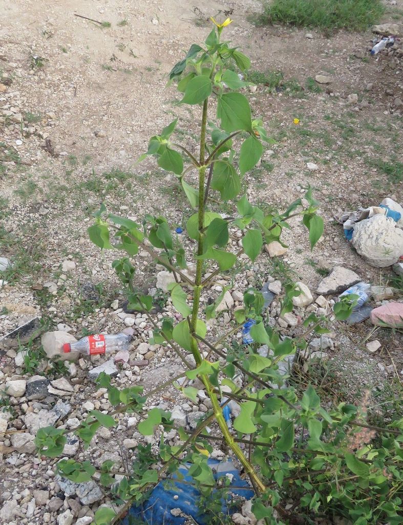 Baltimora recta from Las Américas VI avenida, Mérida on September 13 ...