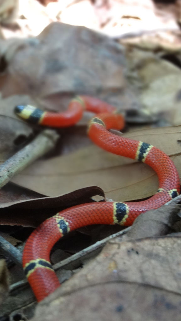 Mayan Coralsnake from Cayo, Belize on August 28, 2016 at 08:54 AM by ...