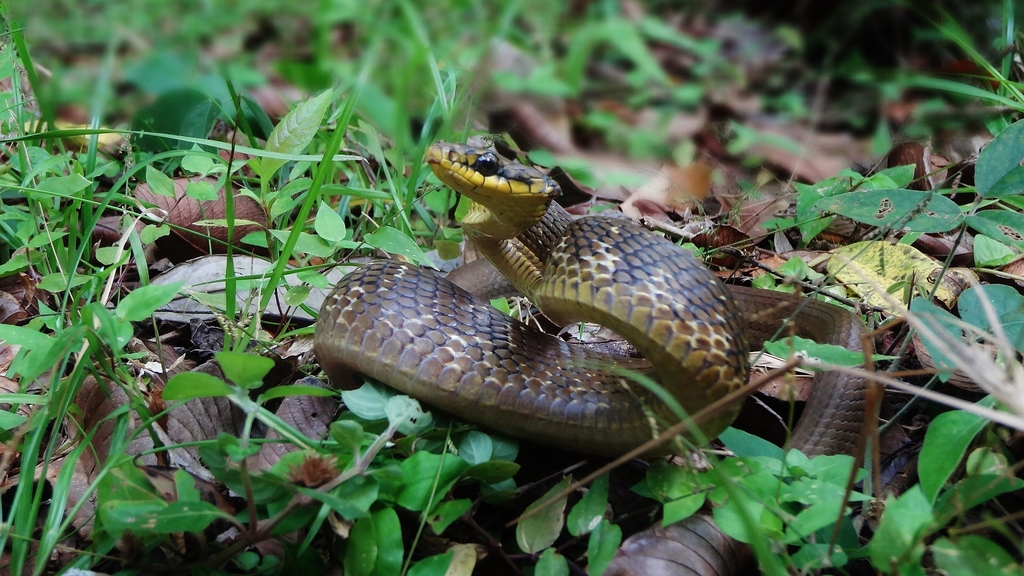 Puffing Snake from Stann Creek District, Belize on July 11, 2016 at 03: ...
