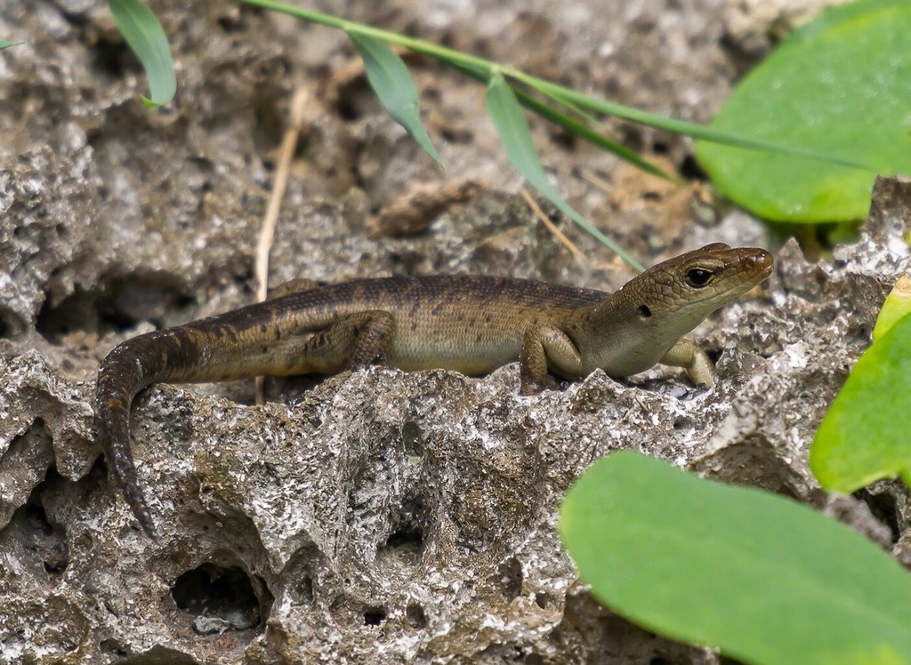 Gunther's Emo Skink in September 2018 by Euan Brook · iNaturalist