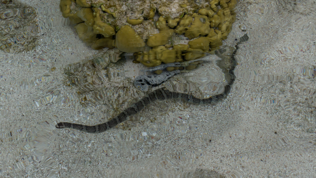 Flat-tail Sea Snake in September 2018 by Euan Brook · iNaturalist