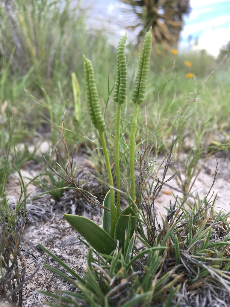limestone adder's-tongue from Galeana, Galeana, NL, MX on August 6 ...