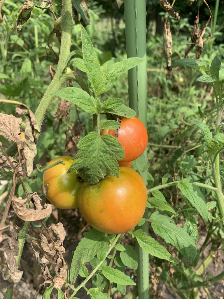 tomato from New Hope, PA, US on September 15, 2020 at 01:28 PM by ...
