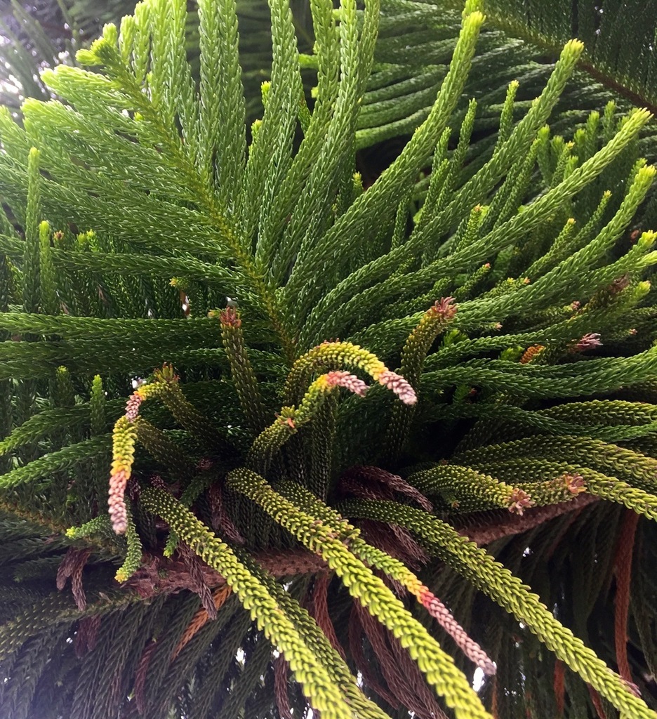 Eutacta from Marsh Harbour, The Bahamas on February 22, 2017 at 10:49 ...