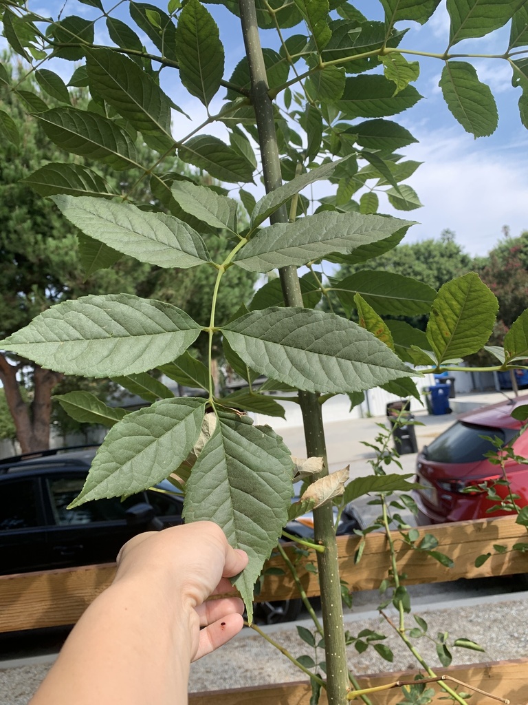 Shamel Ash from Martha St, Los Angeles, CA, US on September 18, 2020 at ...