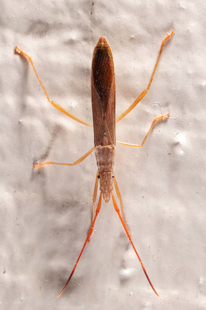 Protenor from Alamo, TX, USA on September 18, 2020 at 12:58 PM by DinGo ...