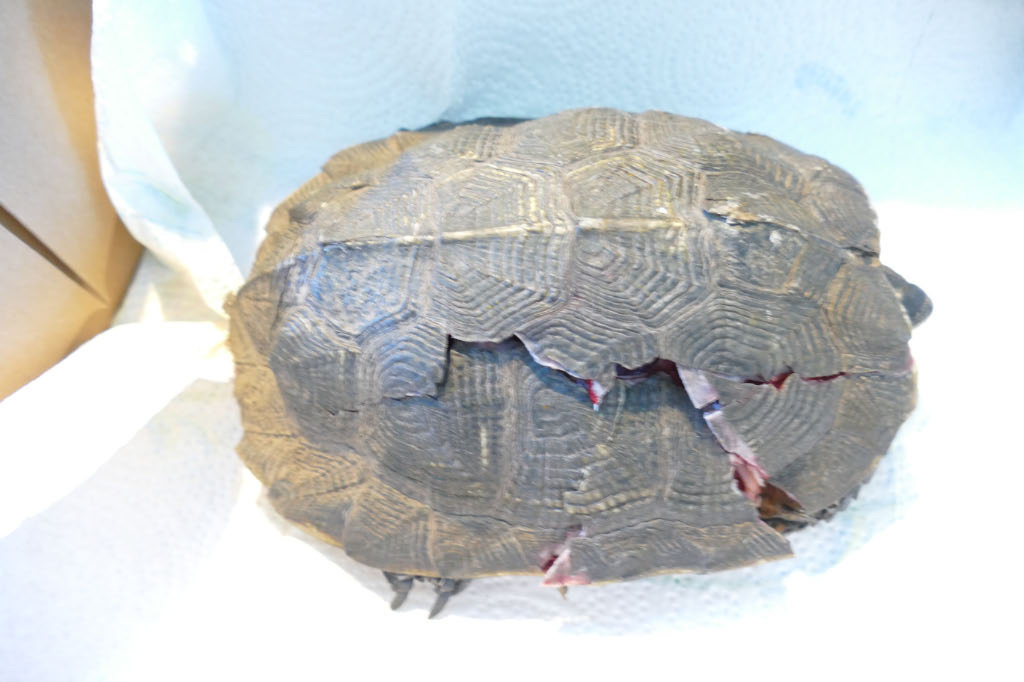 Wood Turtle in September 2020 by ete. Still alive. On its way to ...