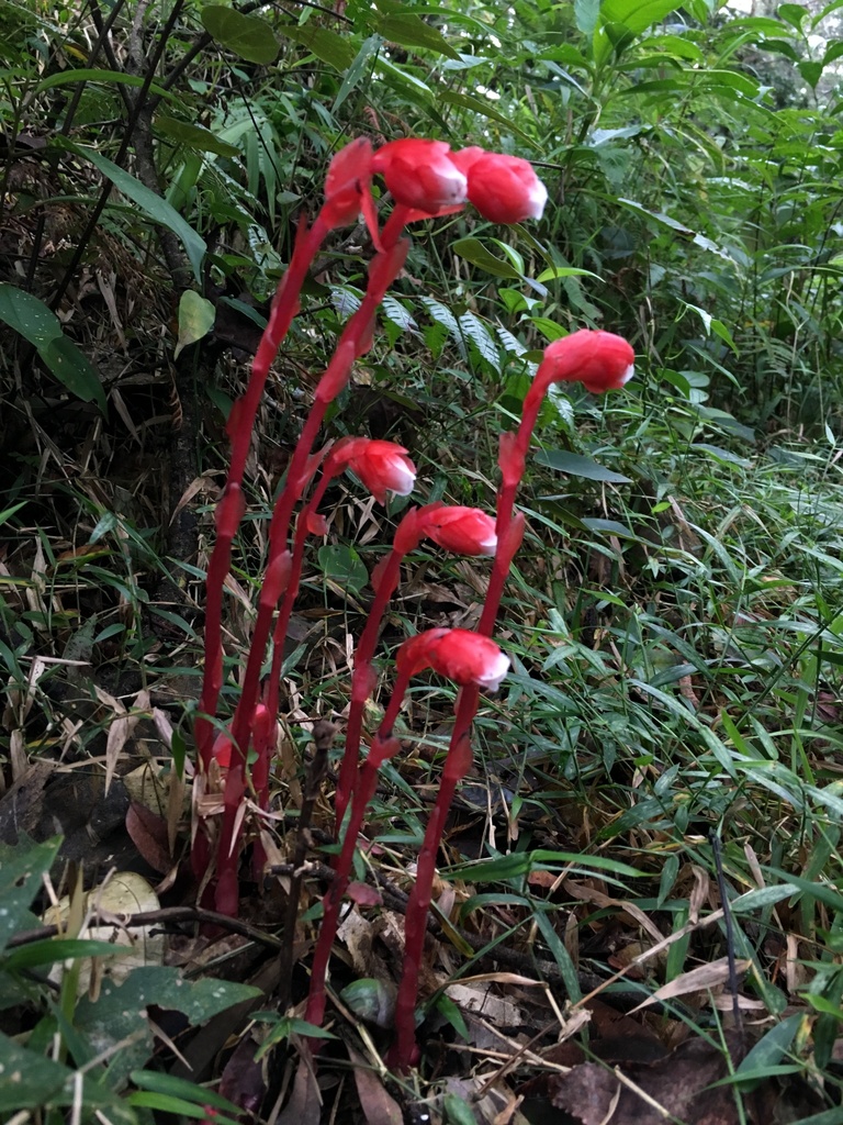 red Indian pipe from Coatepec Municipality, Ver., Mexico on October 26, 2018 at 03:54 PM by ...